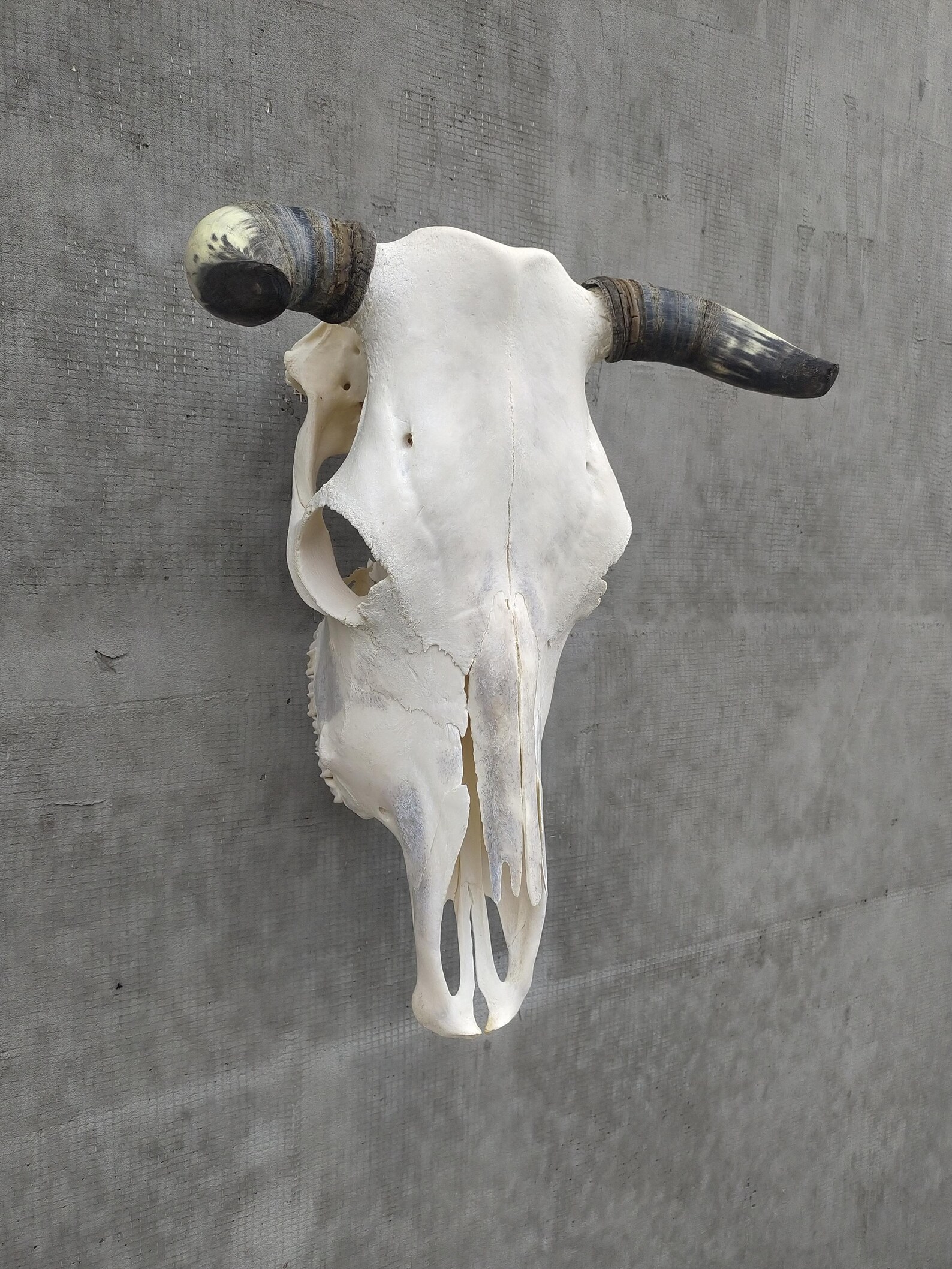 BIG HORNS 2/29/9, Authentic Real Bull Skull: Processed, Whitened, and ...
