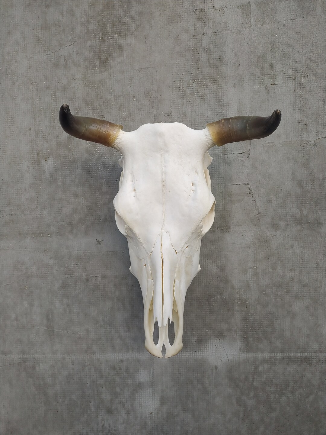 BIG HORNS 13 Authentic Real Bull Skull: Processed, Whitened, and ...