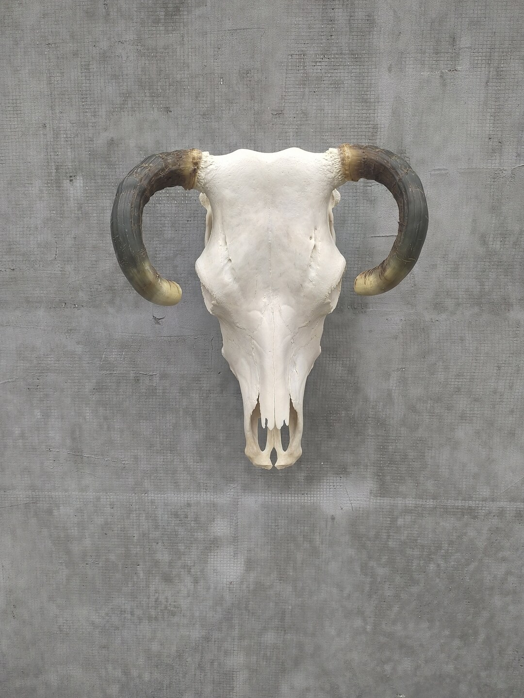 BIG HORNS, Authentic Real Bull Skull: Processed, Whitened, and Stunning ...