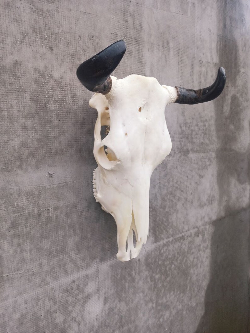 BIG HORNS 01, Authentic Real Bull Skull: Processed, Whitened, and ...