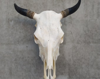 BIG HORNS, Authentic Real Bull Skull: Processed, Whitened, and Stunning ...