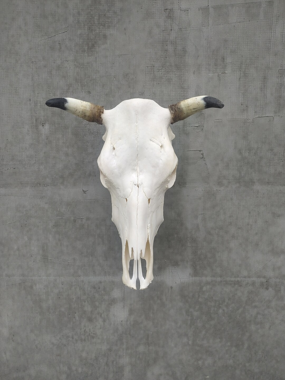 BIG HORNS, Authentic Real Bull Skull: Processed, Whitened, and Stunning ...