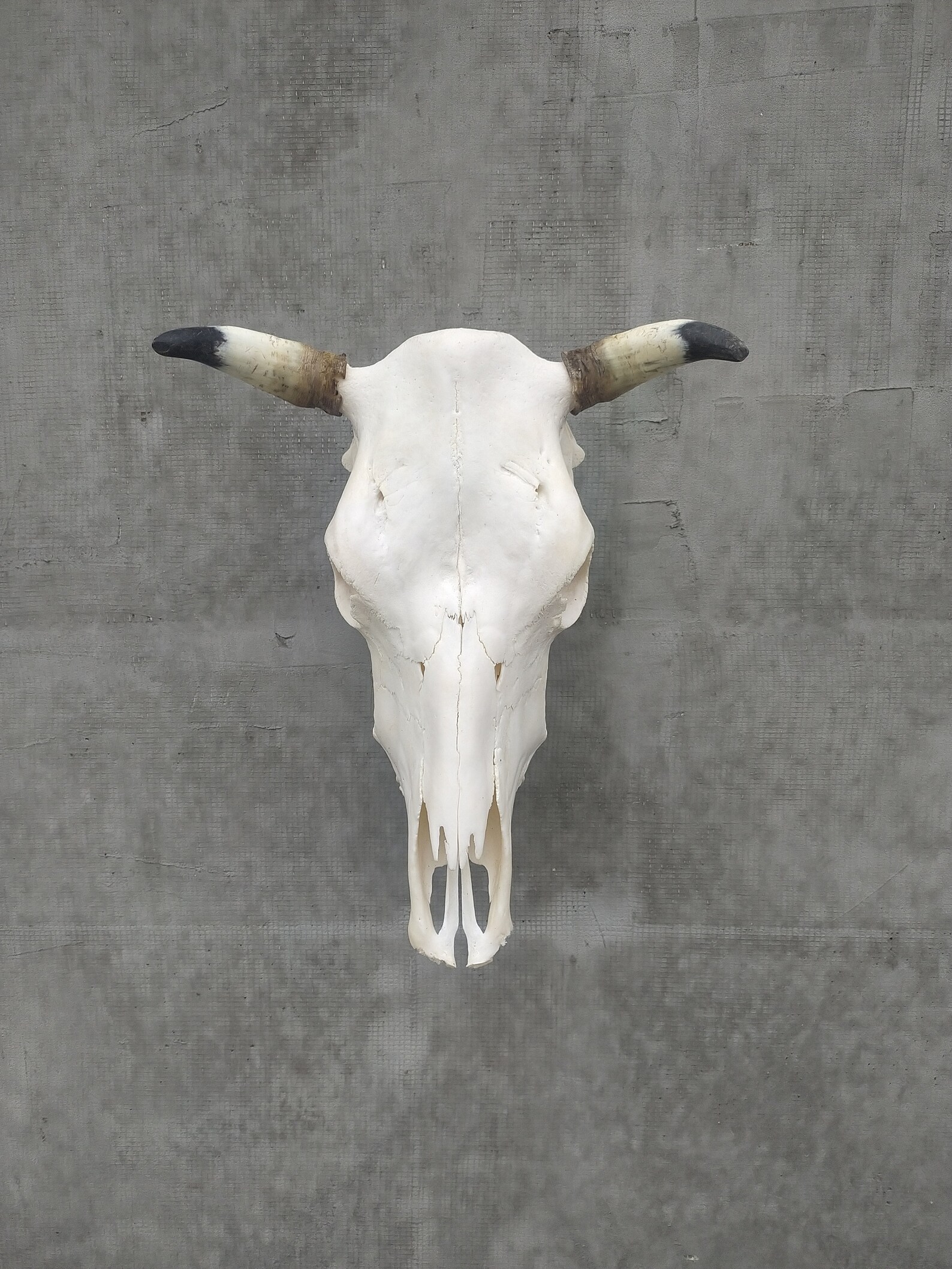 BIG HORNS, Authentic Real Bull Skull: Processed, Whitened, and Stunning ...