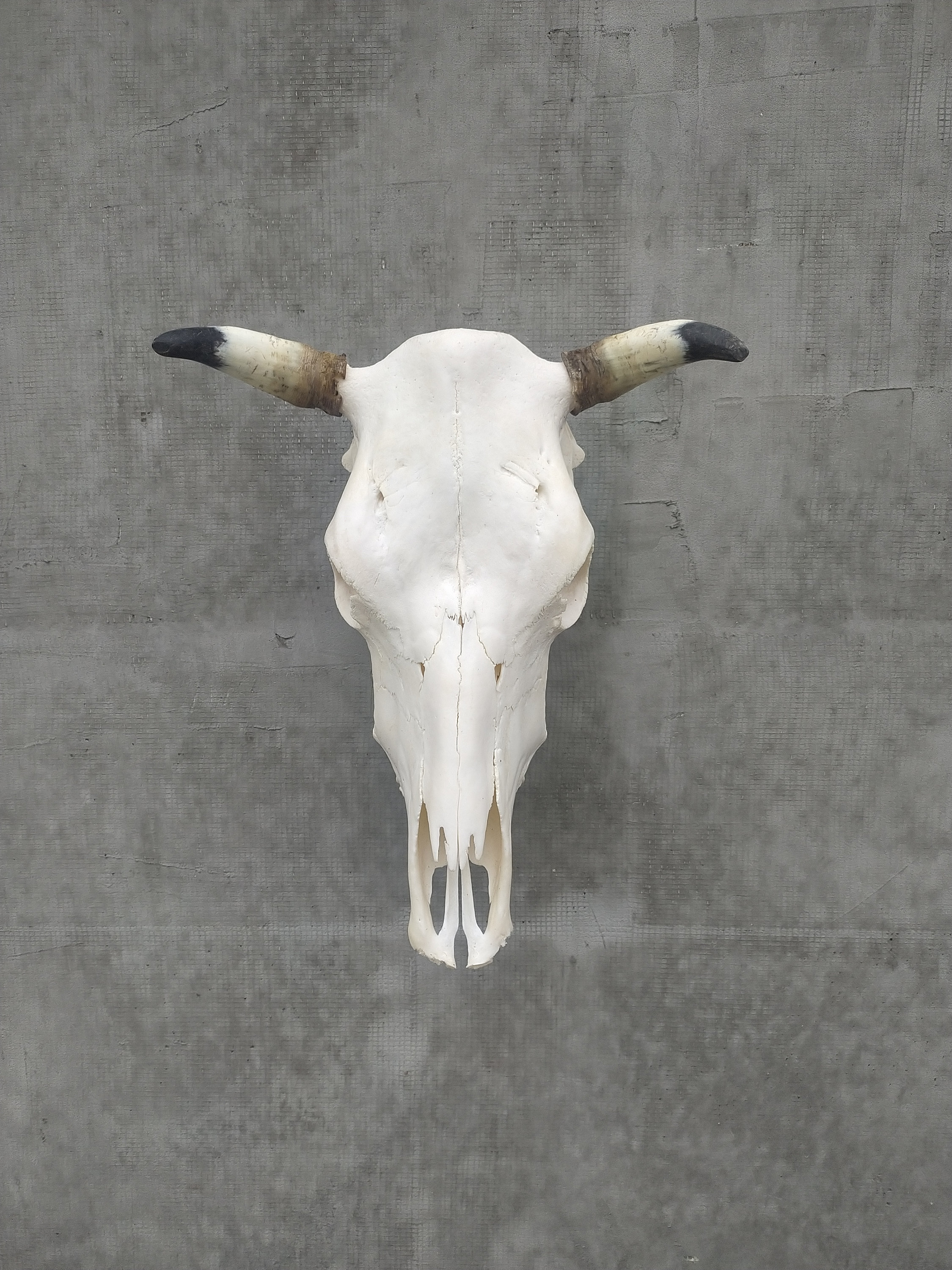 BIG HORNS, Authentic Real Bull Skull: Processed, Whitened, and Stunning ...