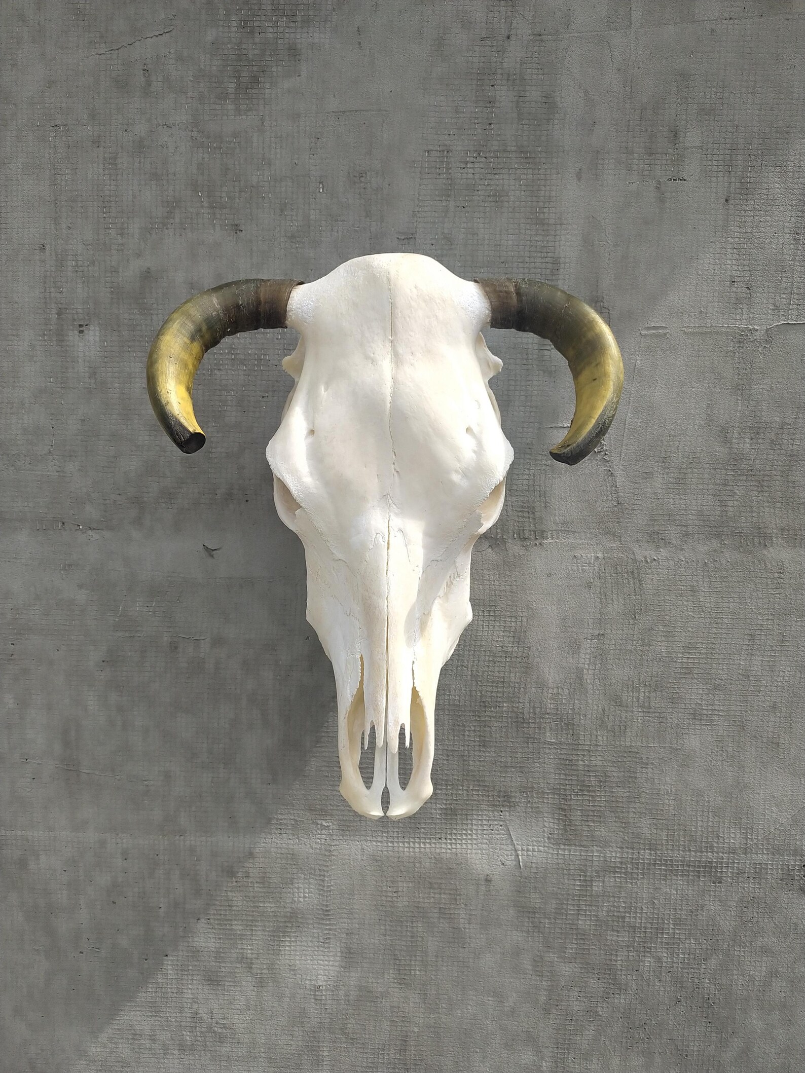BIG HORNS 15, Authentic Real Bull Skull: Processed, Whitened, and ...