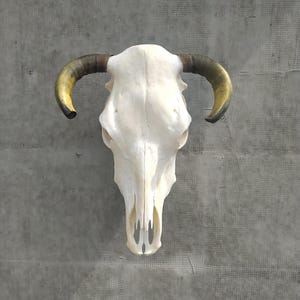 BIG HORNS 15, Authentic Real Bull Skull: Processed, Whitened, and ...