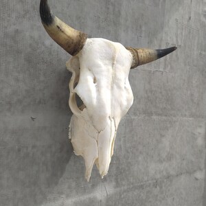BIG HORNS 13, Authentic Real Bull Skull: Processed, Whitened, and ...