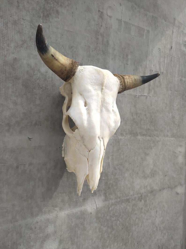 BIG HORNS 13, Authentic Real Bull Skull: Processed, Whitened, and ...