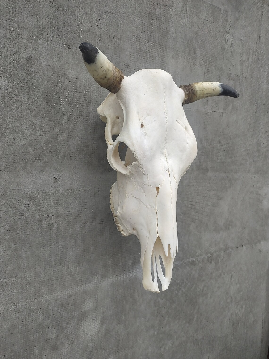 BIG HORNS, Authentic Real Bull Skull: Processed, Whitened, and Stunning ...