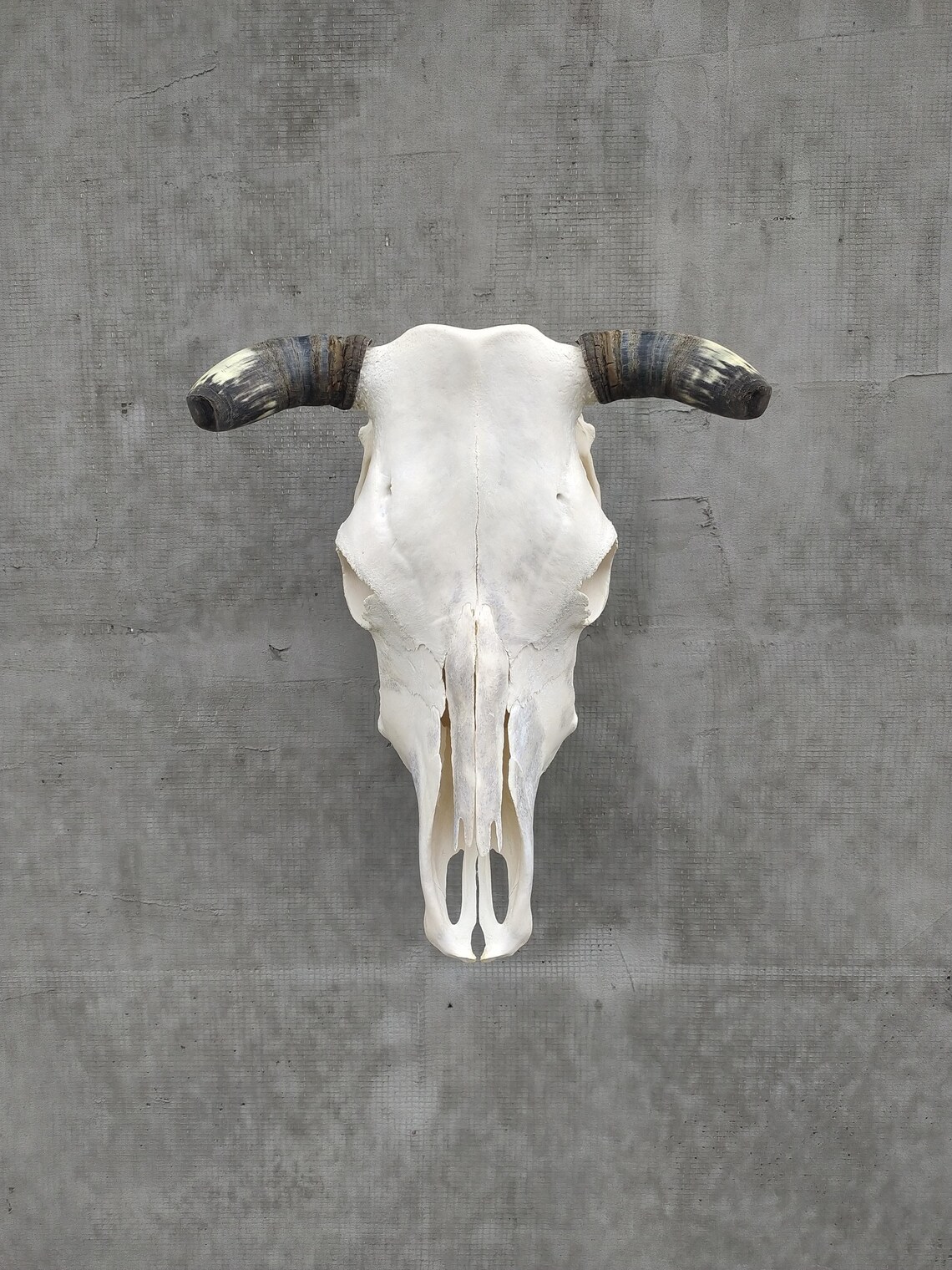BIG HORNS 2/29/9, Authentic Real Bull Skull: Processed, Whitened, and ...
