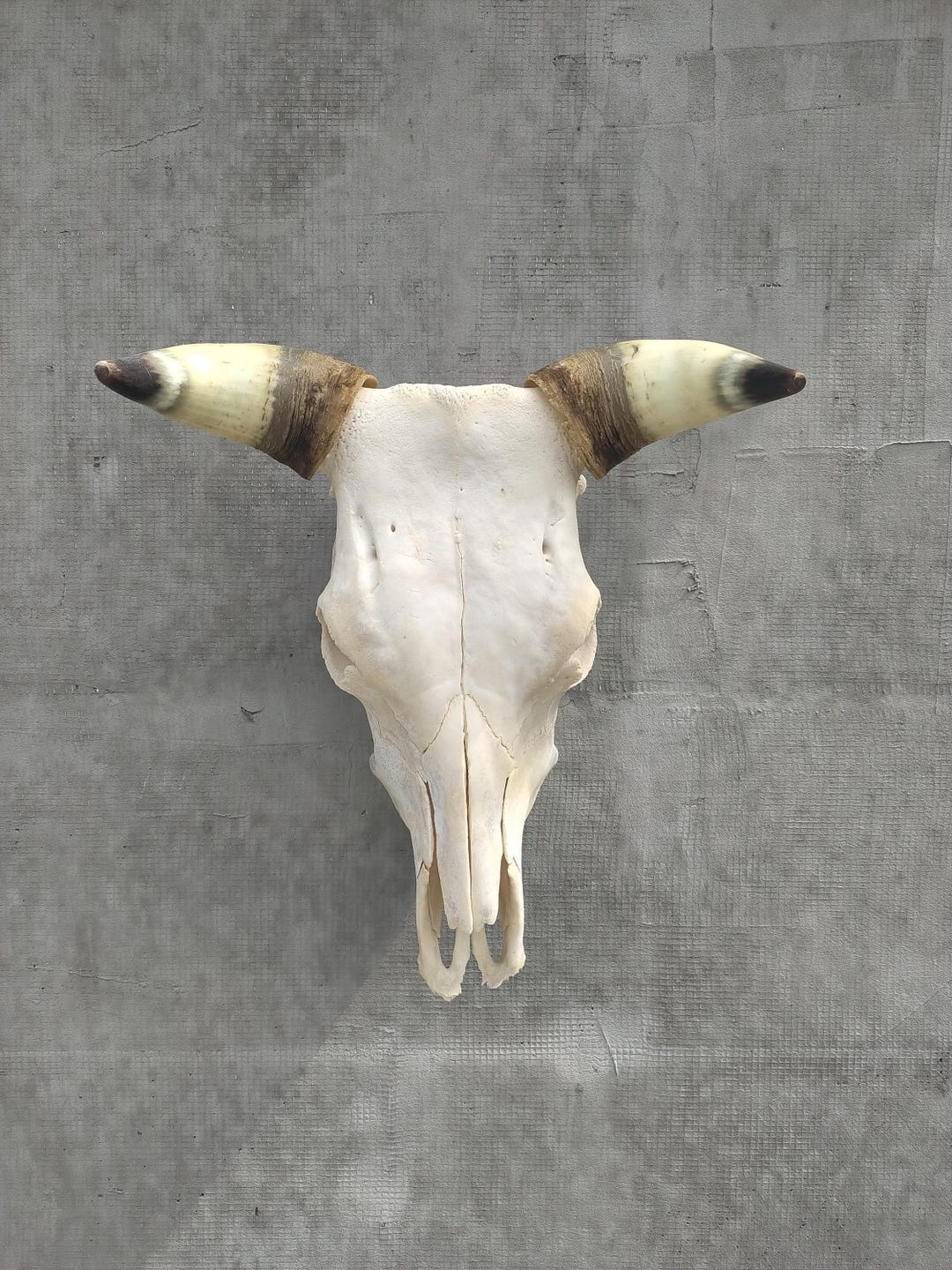 BIG HORNS 11, Authentic Real Bull Skull: Processed, Whitened, and ...