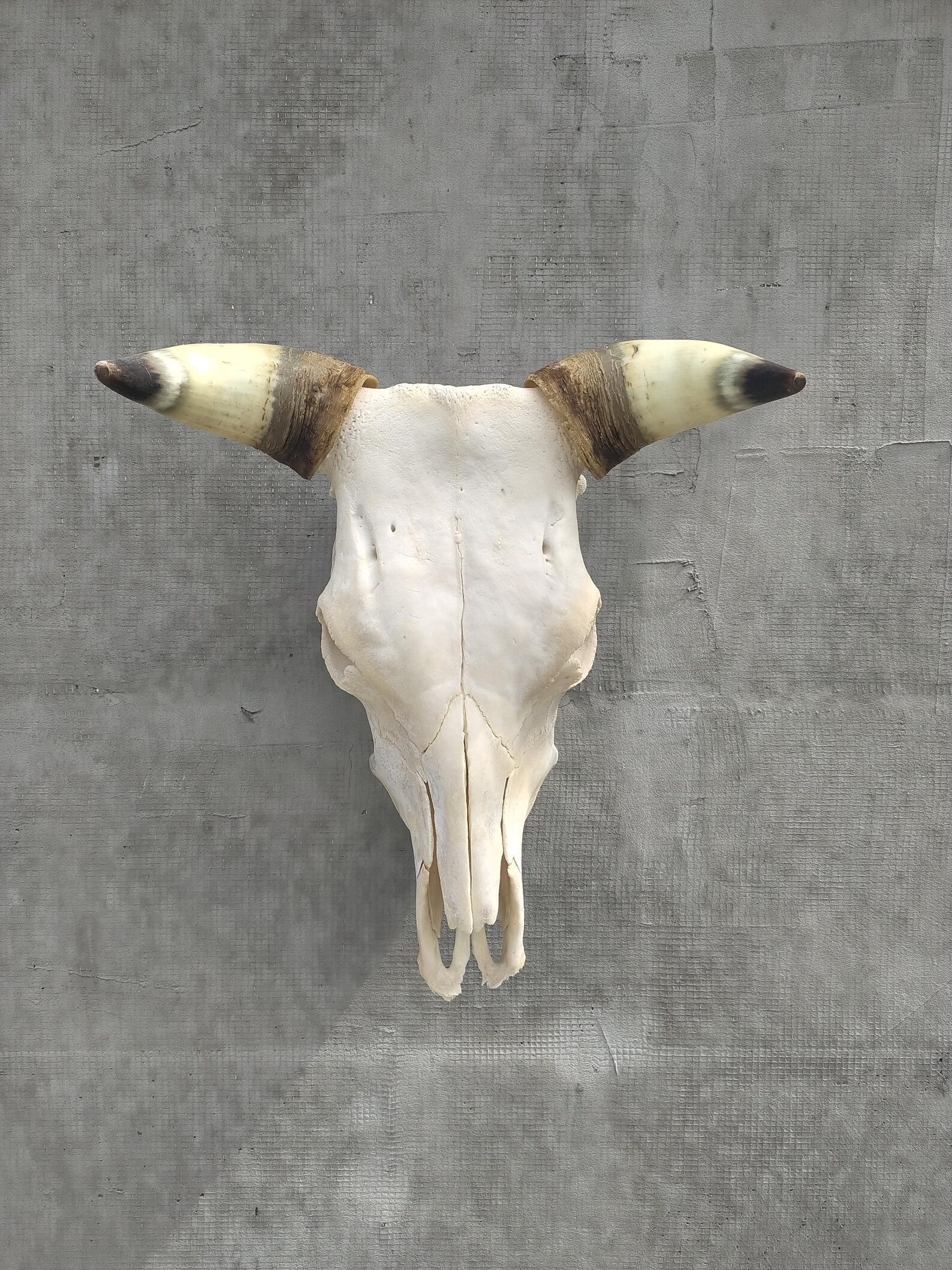 BIG HORNS 11, Authentic Real Bull Skull: Processed, Whitened, and ...