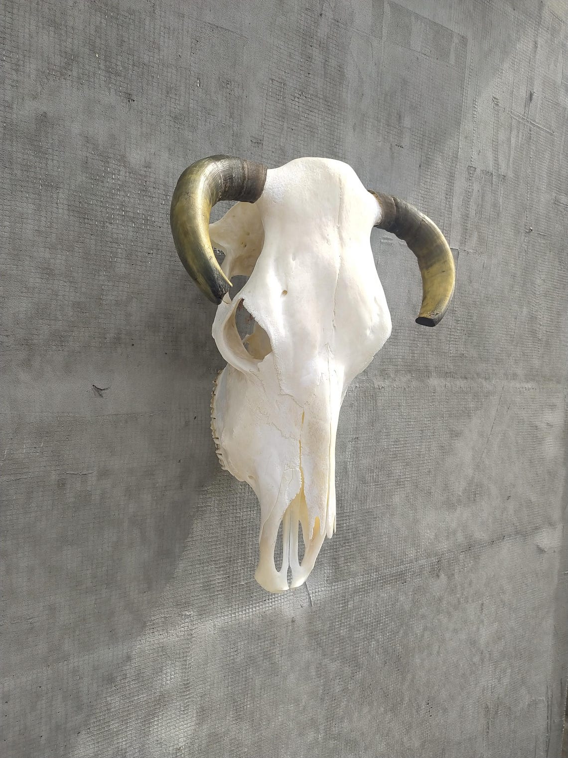BIG HORNS 15, Authentic Real Bull Skull: Processed, Whitened, and ...