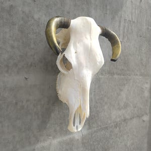 BIG HORNS 15, Authentic Real Bull Skull: Processed, Whitened, and ...