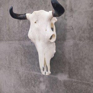 BIG HORNS 01, Authentic Real Bull Skull: Processed, Whitened, and ...