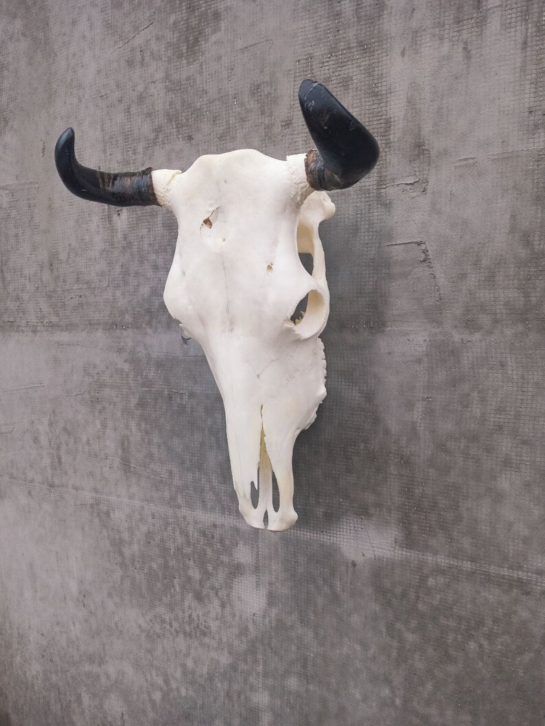 BIG HORNS 01, Authentic Real Bull Skull: Processed, Whitened, and ...