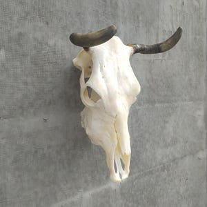 BIG HORNS 19, Authentic Real Bull Skull: Processed, Whitened, and ...