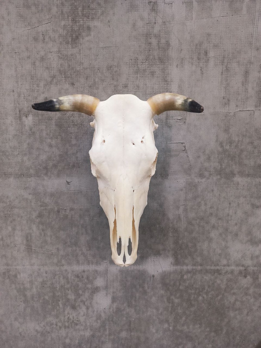 BIG HORNS, Authentic Real Bull Skull: Processed, Whitened, and Stunning ...