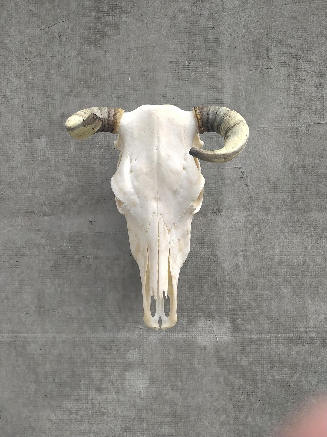 BIG HORNS 18, Authentic Real Bull Skull: Processed, Whitened, and ...