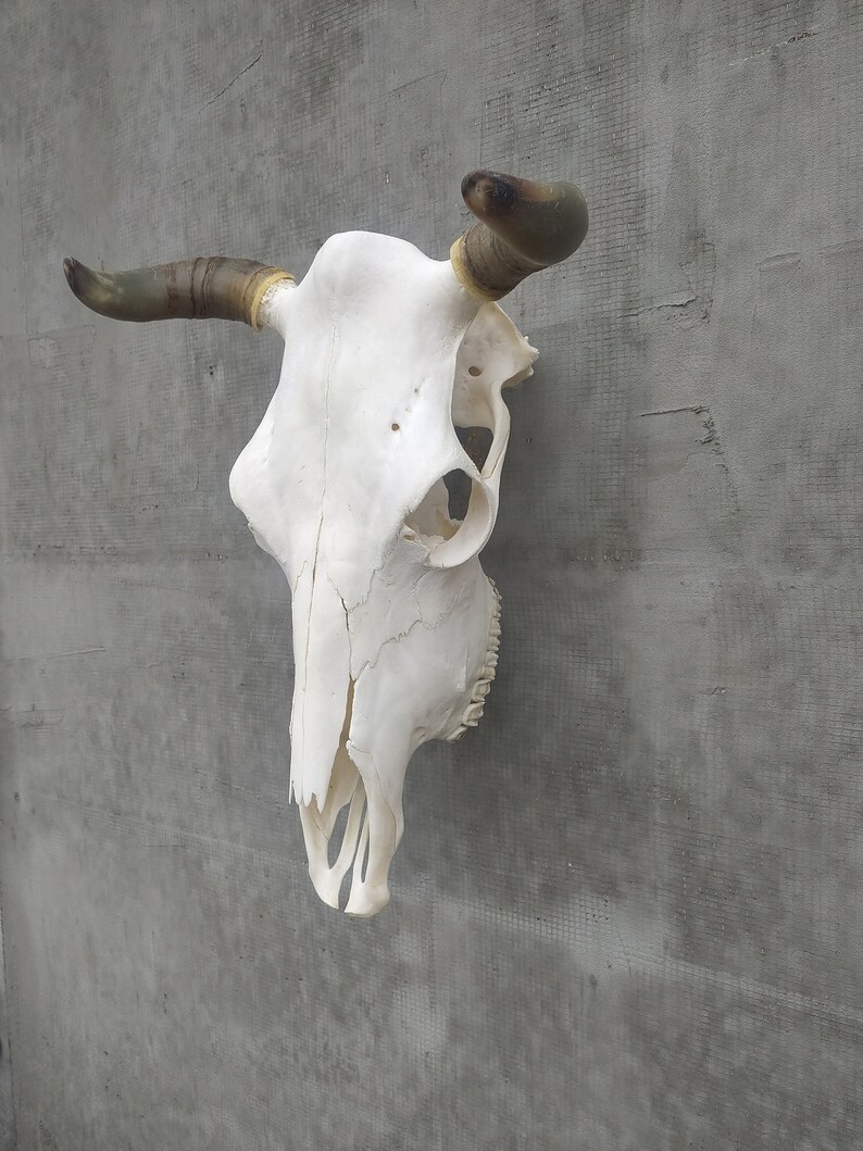 BIG HORNS, Authentic Real Bull Skull: Processed, Whitened, and Stunning ...