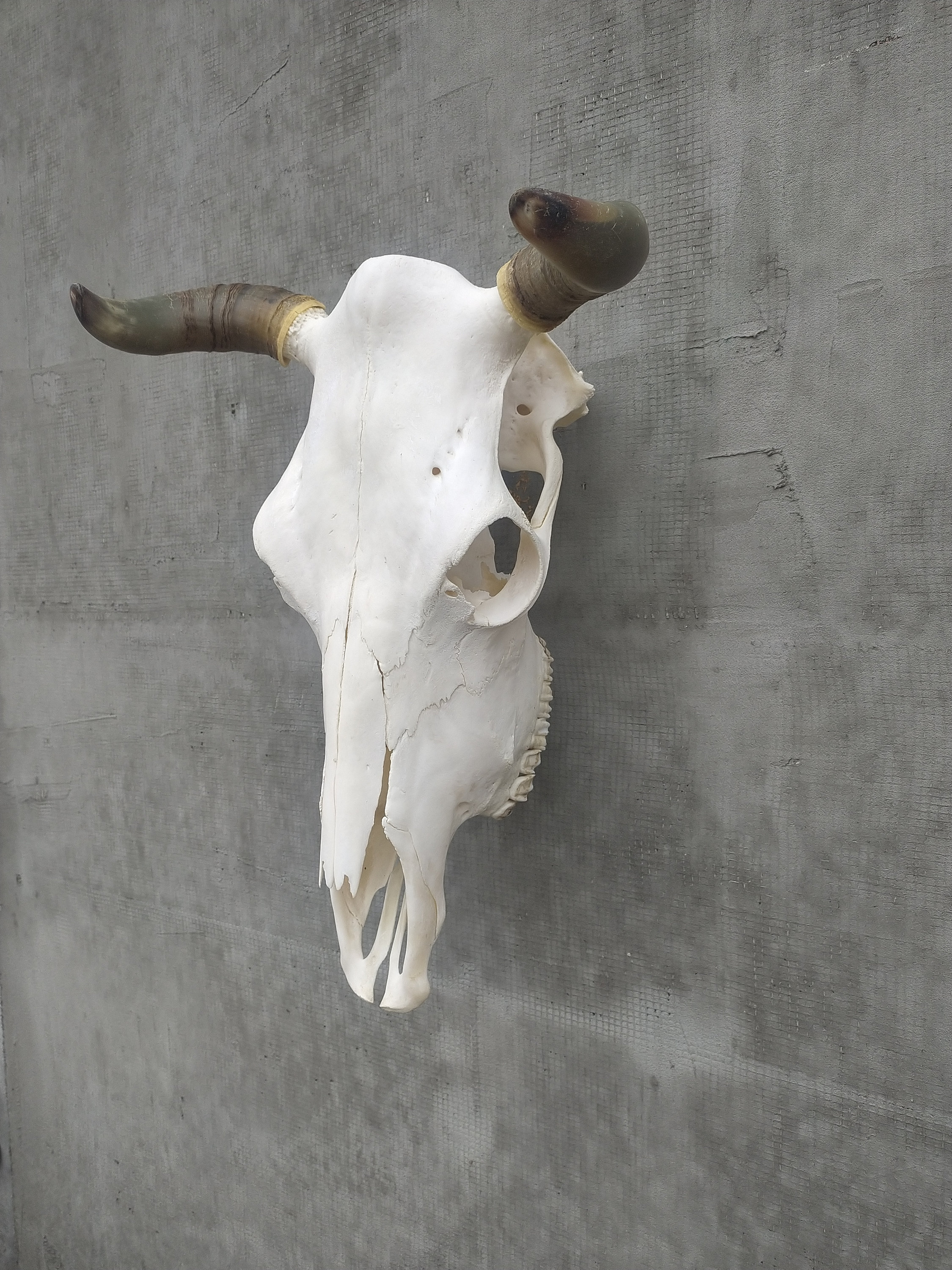 BIG HORNS, Authentic Real Bull Skull: Processed, Whitened, and Stunning ...