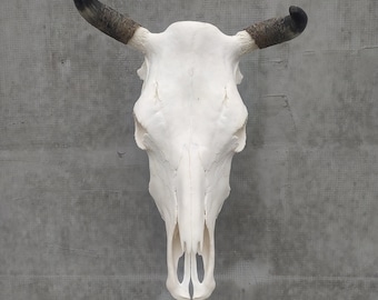 BIG HORNS, Authentic Real Bull Skull: Processed, Whitened, and Stunning ...
