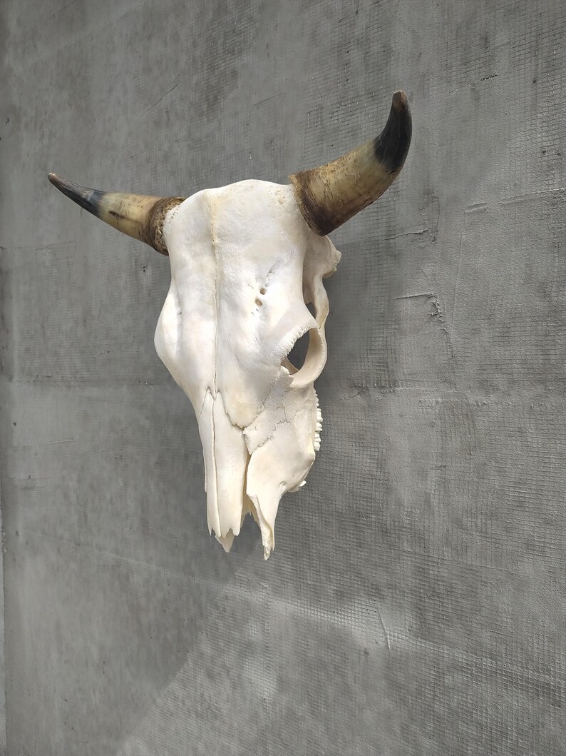 BIG HORNS 13, Authentic Real Bull Skull: Processed, Whitened, and ...