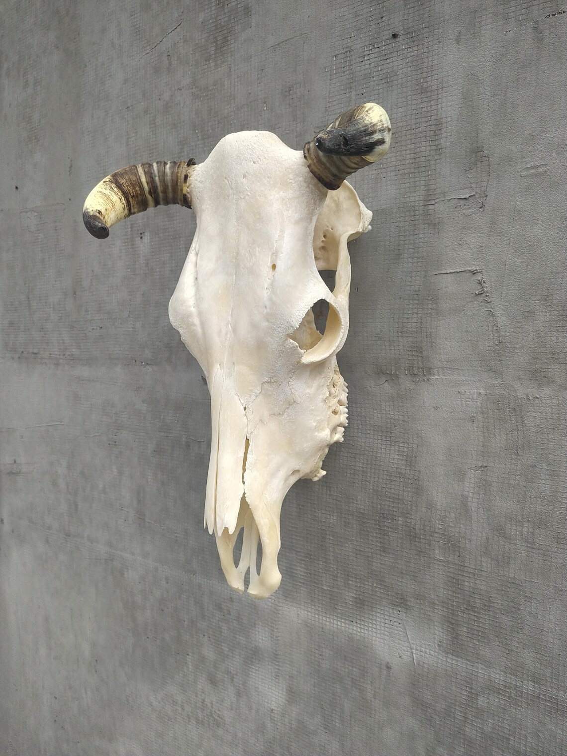 BIG HORNS 12, Authentic Real Bull Skull: Processed, Whitened, and ...