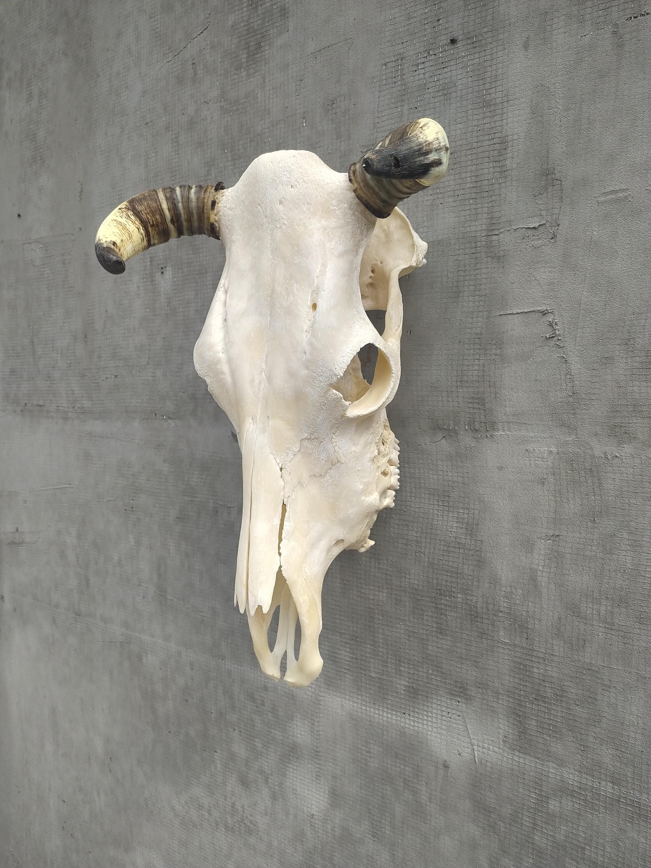 BIG HORNS 12, Authentic Real Bull Skull: Processed, Whitened, and ...