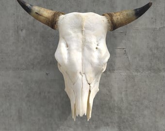 BIG HORNS, 7/23/2 Authentic Real Bull Skull: Processed, Whitened, and ...