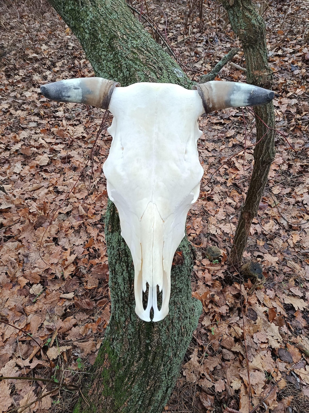 Real BIG HORNS Authentic Real Bull Skull: Processed, Whitened, and ...