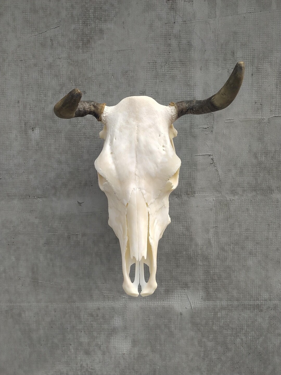 BIG HORNS 19, Authentic Real Bull Skull: Processed, Whitened, and ...