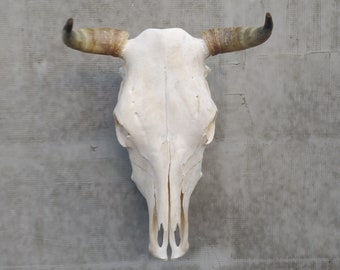 BIG HORNS, Authentic Real Bull Skull: Processed, Whitened, and Stunning ...
