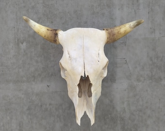 BIG HORNS 01, Authentic Real Bull Skull: Processed, Whitened, and ...