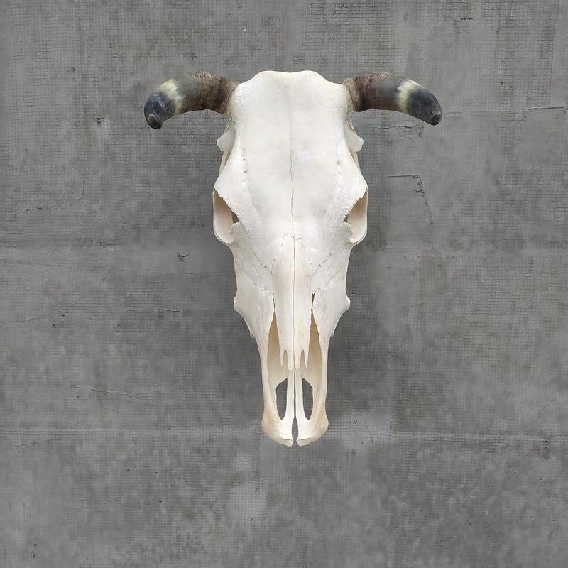 Real Cow Skull - Etsy