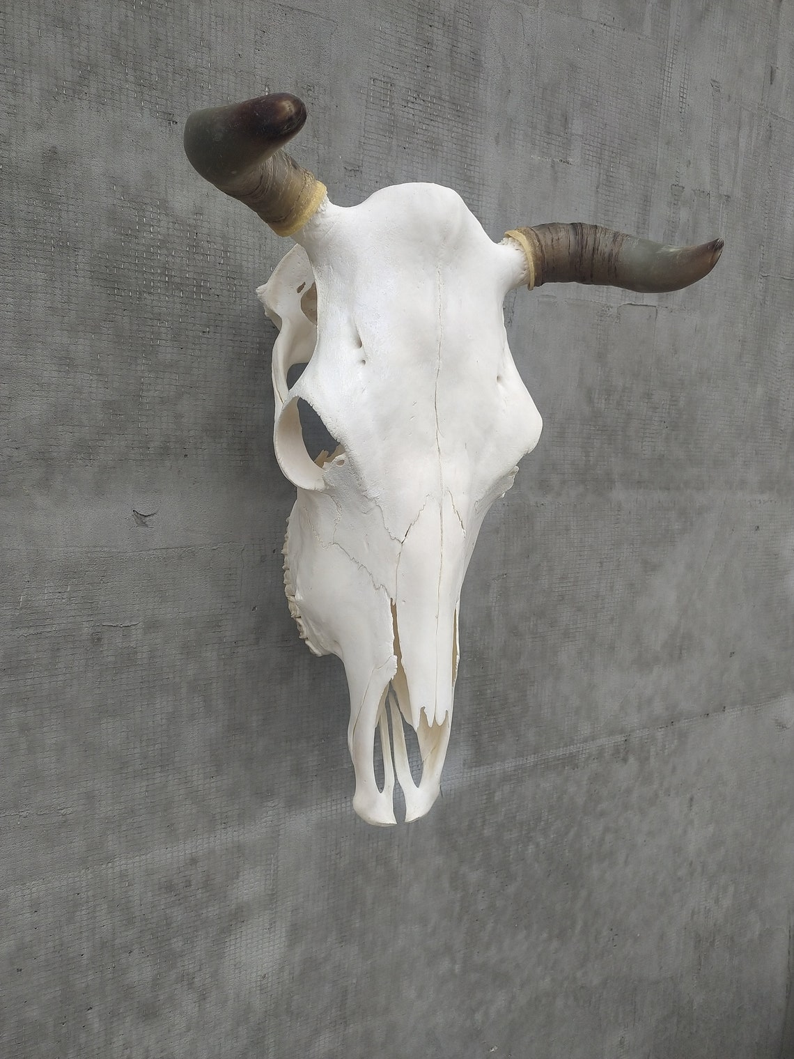 BIG HORNS, Authentic Real Bull Skull: Processed, Whitened, and Stunning ...