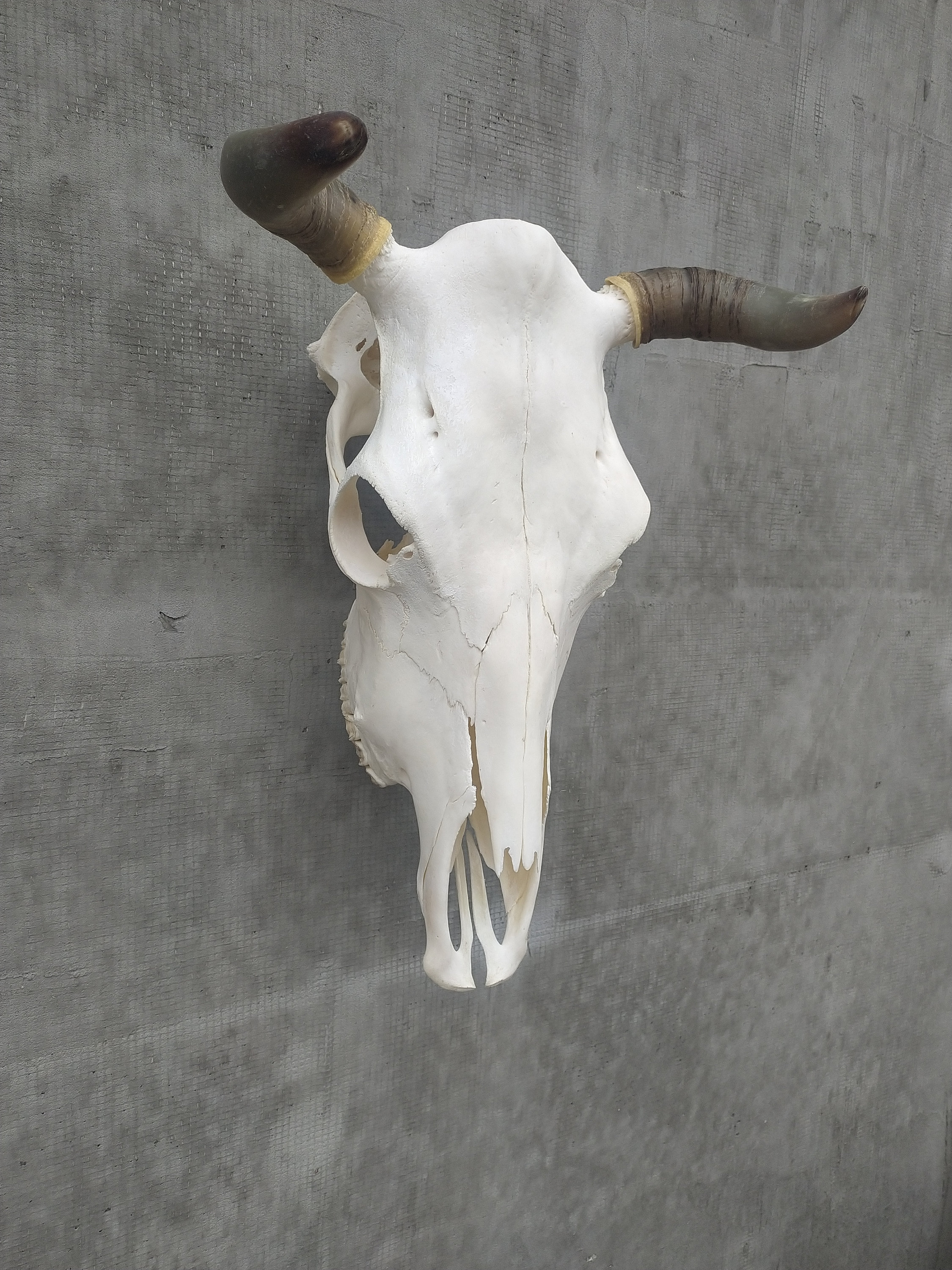 BIG HORNS, Authentic Real Bull Skull: Processed, Whitened, and Stunning ...