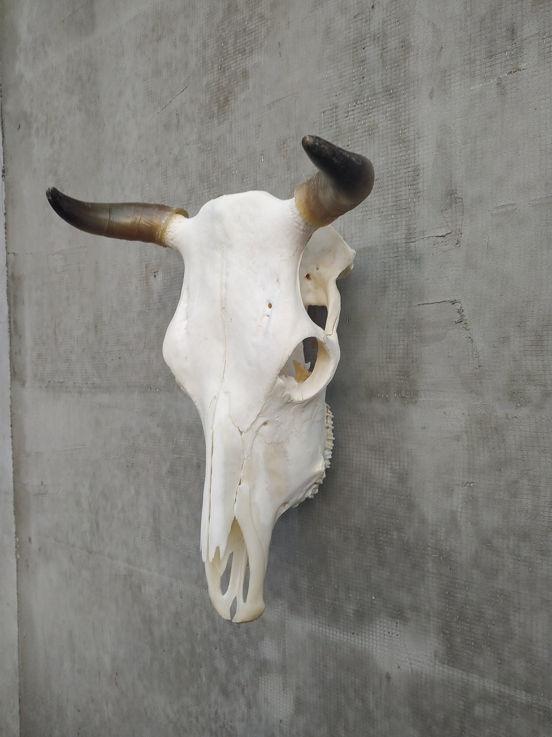 BIG HORNS 13 Authentic Real Bull Skull: Processed, Whitened, and ...