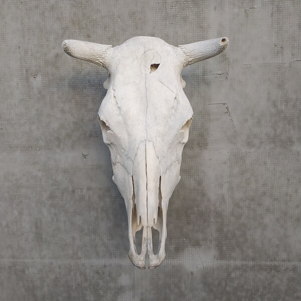 Real Bull Skull - Etsy