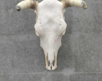 BIG HORNS, Authentic Real Bull Skull: Processed, Whitened, and Stunning ...