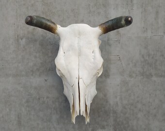 BIG HORNS, Authentic Real Bull Skull: Processed, Whitened, and Stunning ...