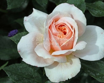 Pink Rose, Isolated Image, Digital Print. - Etsy