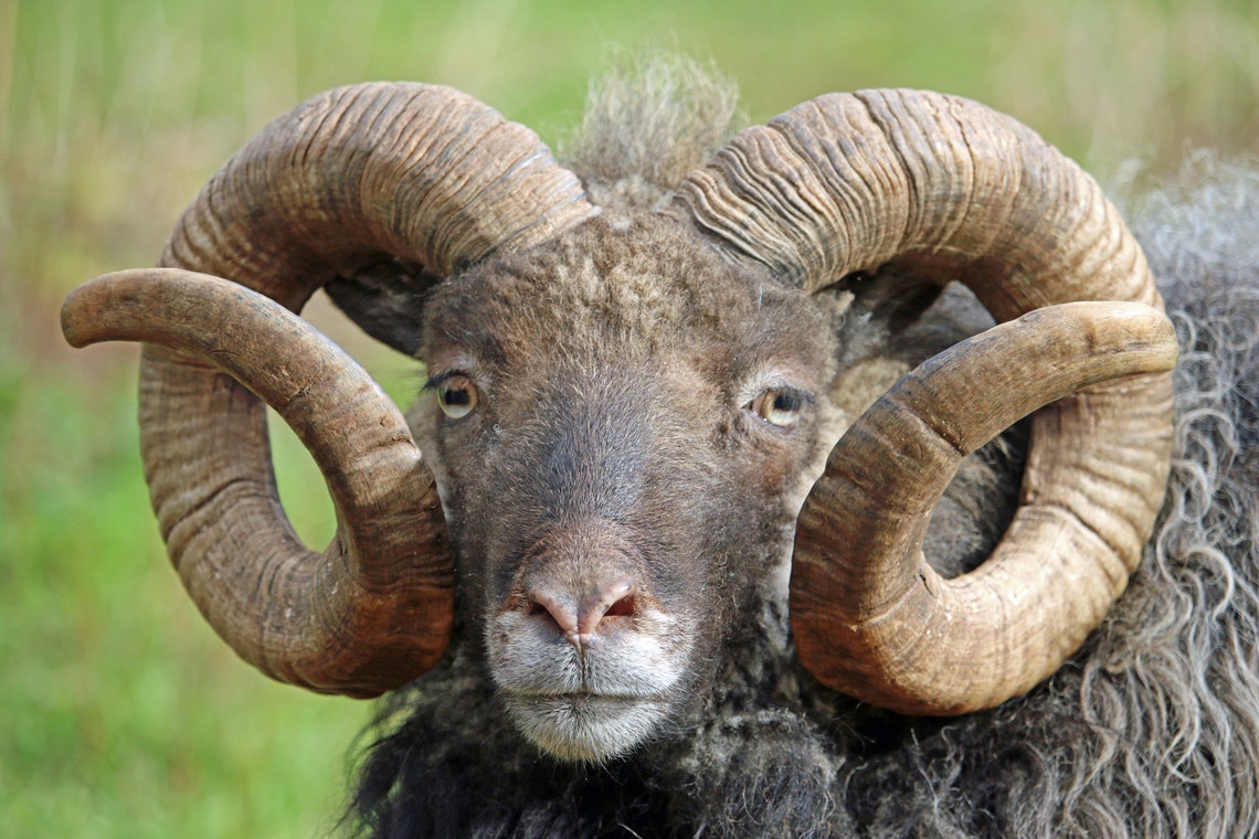 Shetland Sheep Ram Digital Download - Etsy