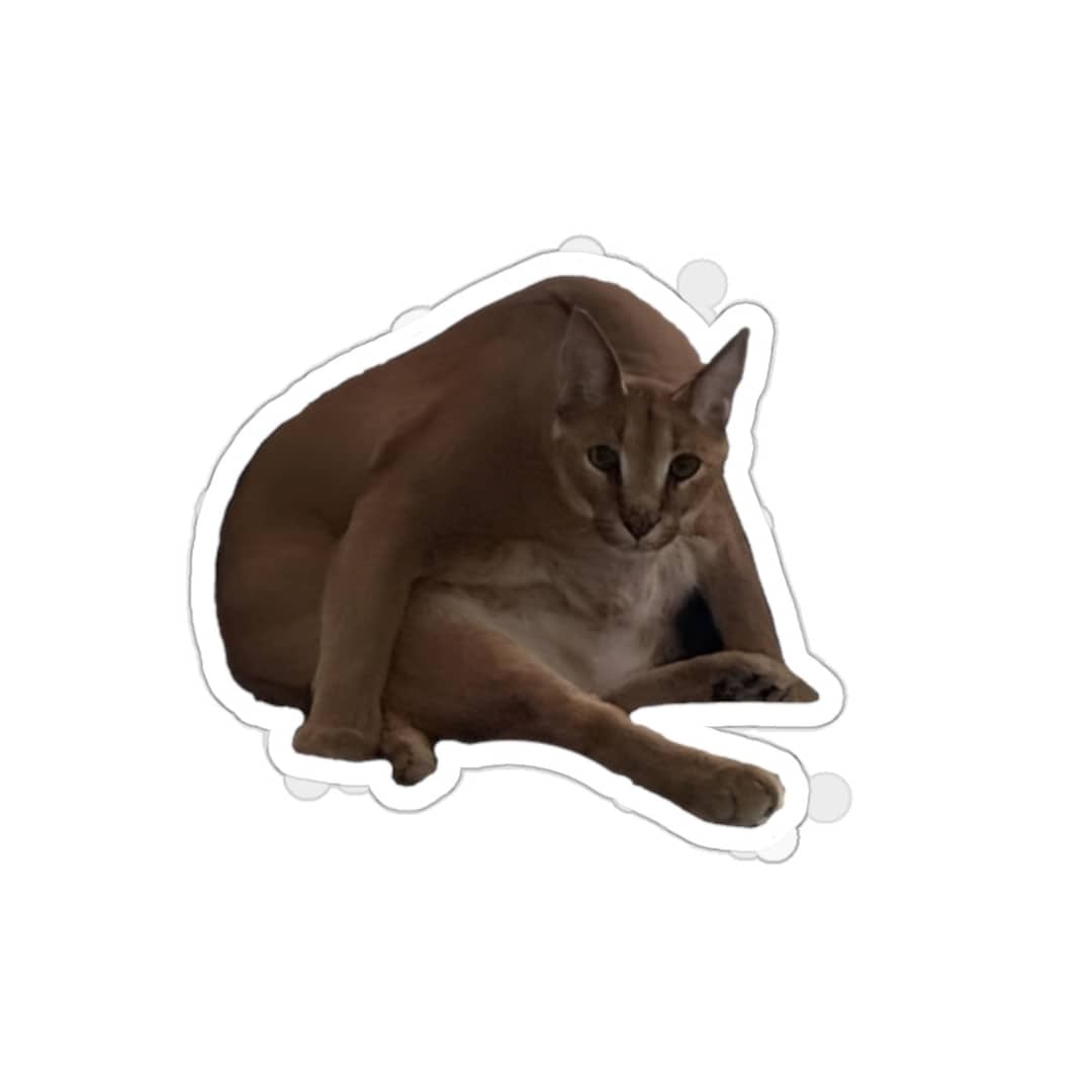 Curious Floppa Sticker he's Staring Right at You - Etsy