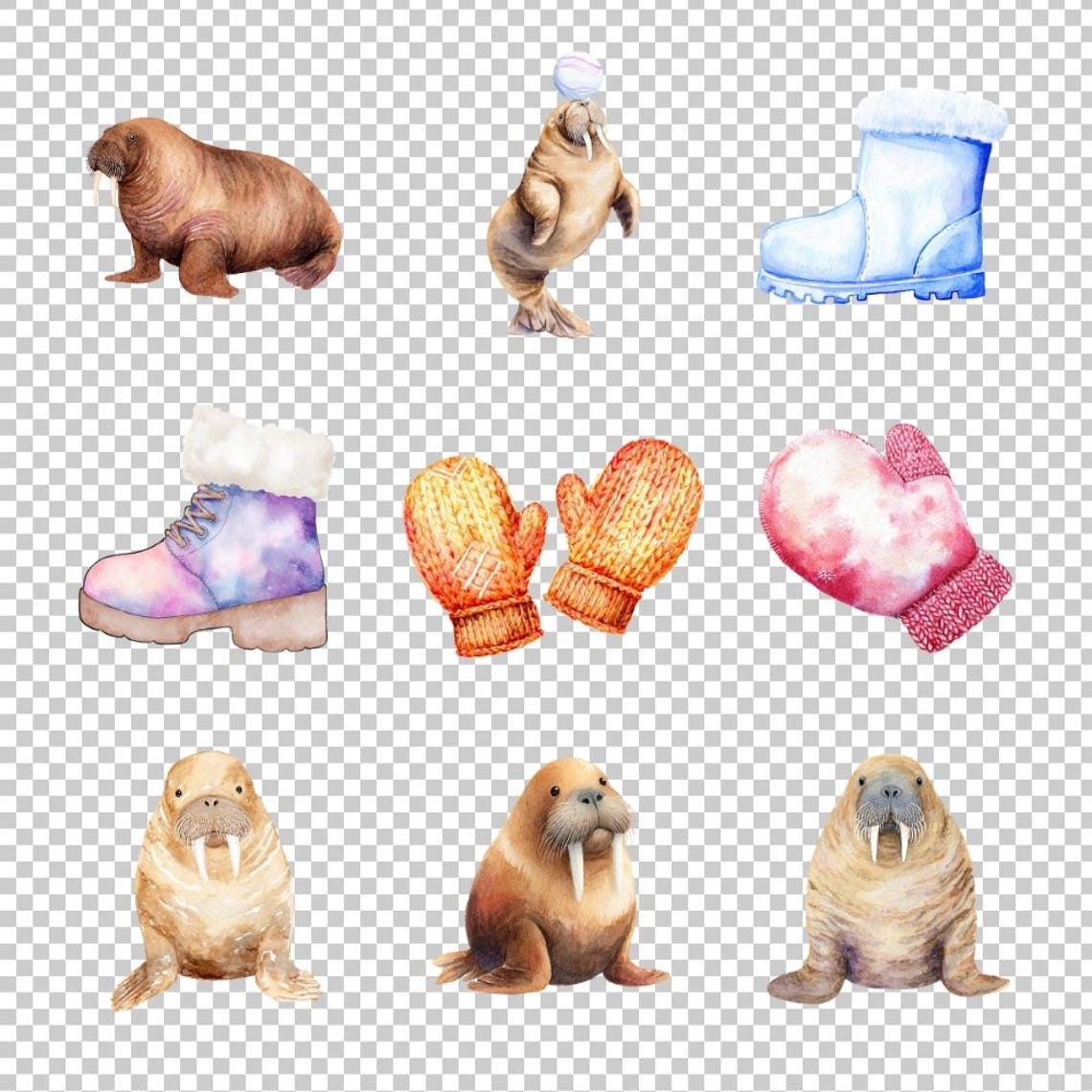 74 Arctic Animals PNG Transparent Background | Watercolor Winter, Polar ...