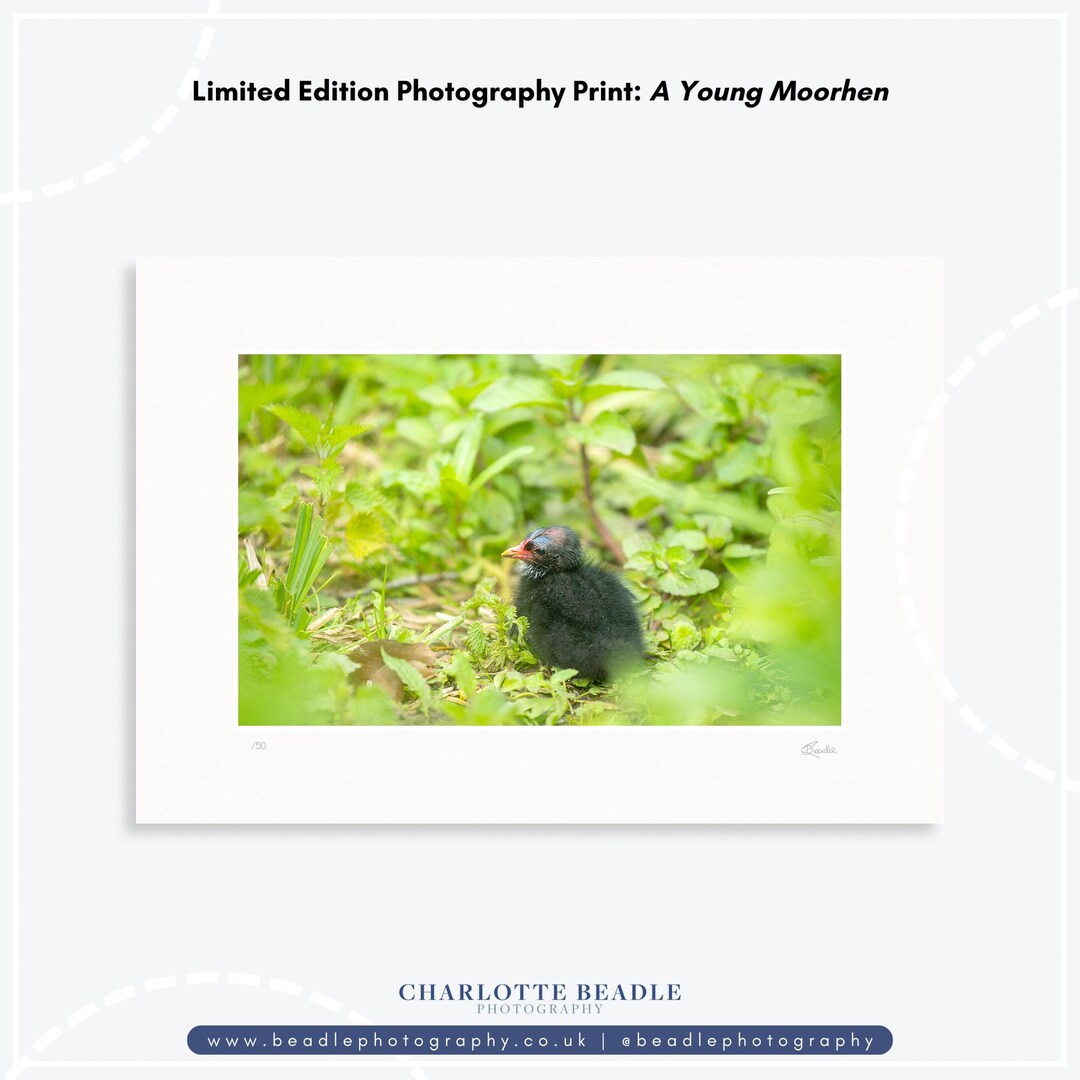 Limited Edition Waterfowl Landscape Photography Print, Art Print, High ...