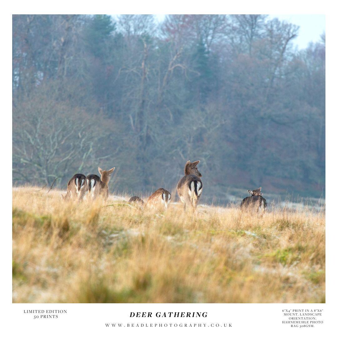 Deer Gathering Limited Edition Fine Art Photography Print 6x4 in a 8x6 ...