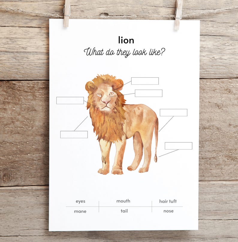 Printable Lion Diagram for Pre School – Watercolor Illustrations for ...