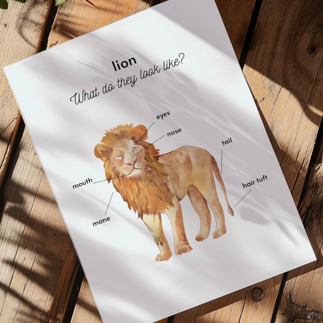 Printable Lion Diagram for Pre School – Watercolor Illustrations for ...