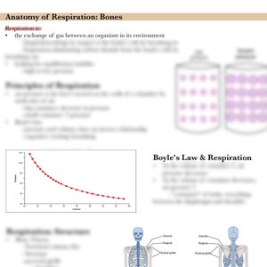 Study Notes: Anatomy of Respiration Bones - Etsy